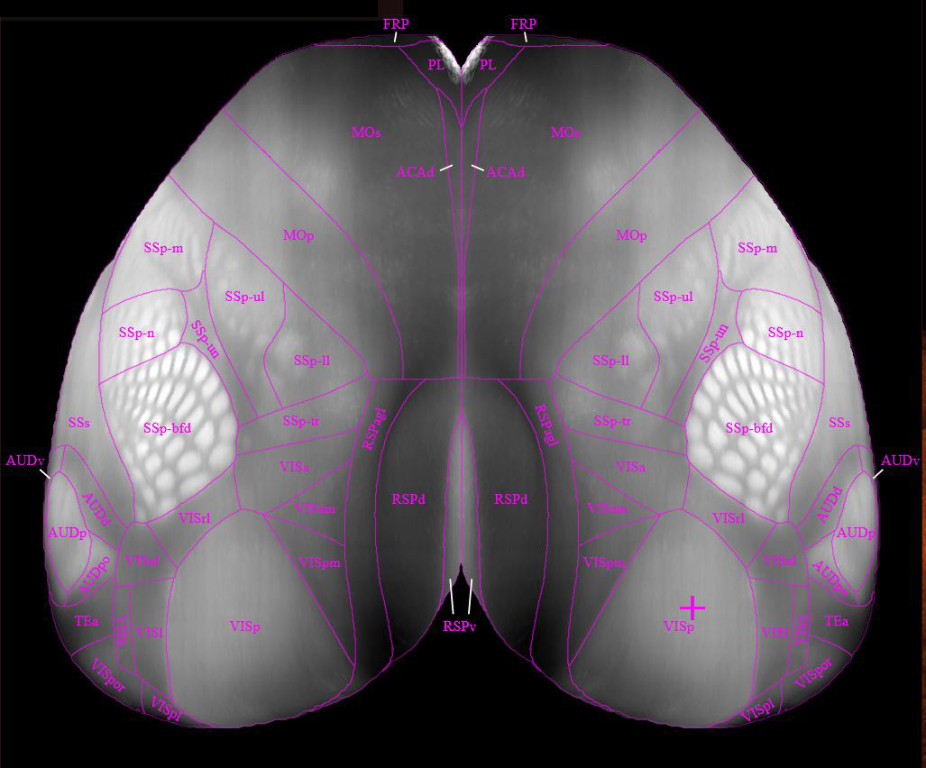Mouse Brain Cartographer: A Profile of Quanxin Wang, PhD - Department ...